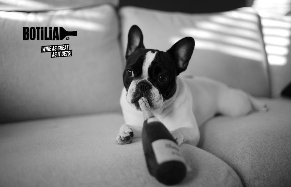 Dog Names For Wine Lovers Or Otherwise Dog Names Inspired By Wine